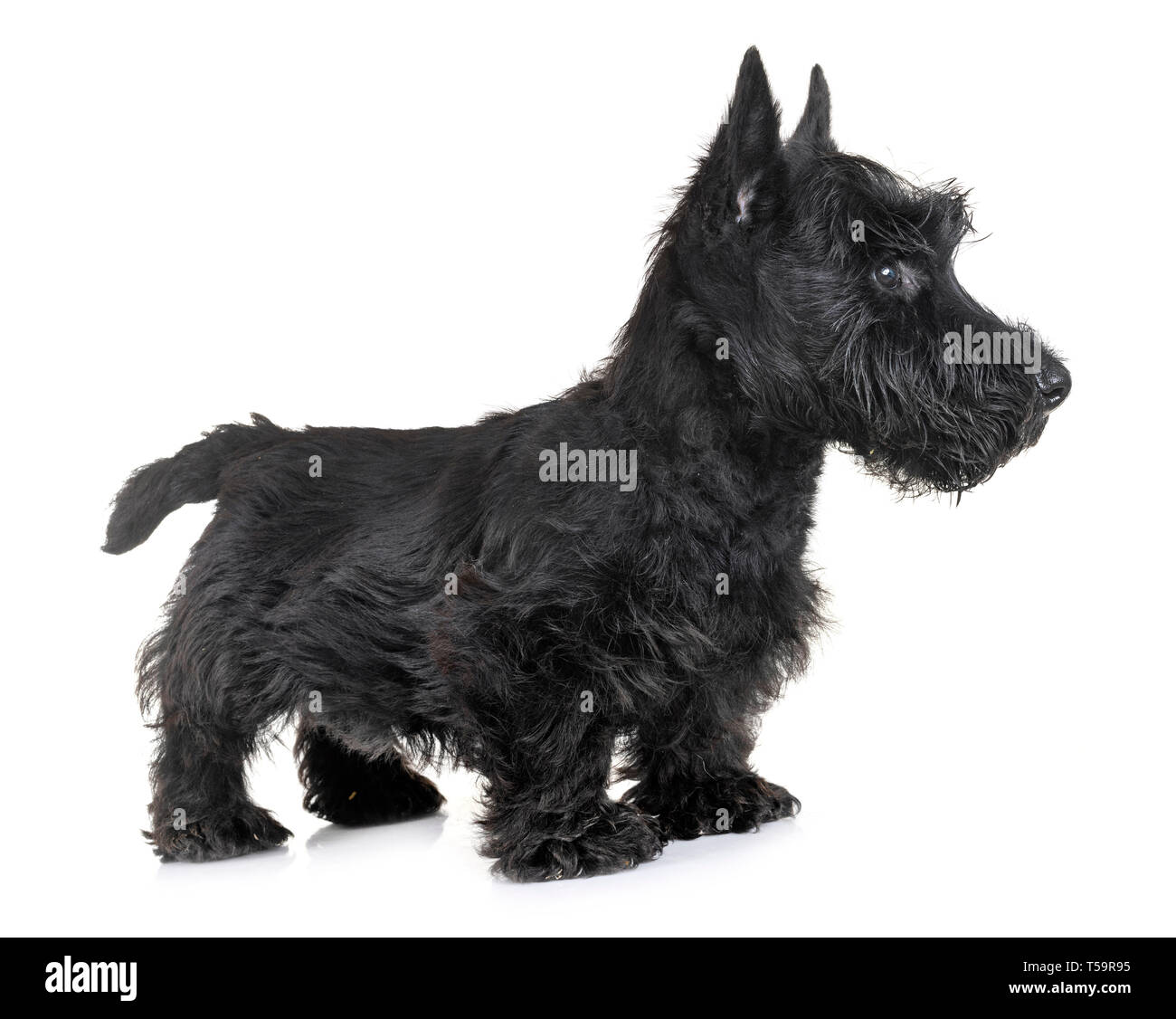 puppy scottish terrier in front of white background Stock Photo - Alamy