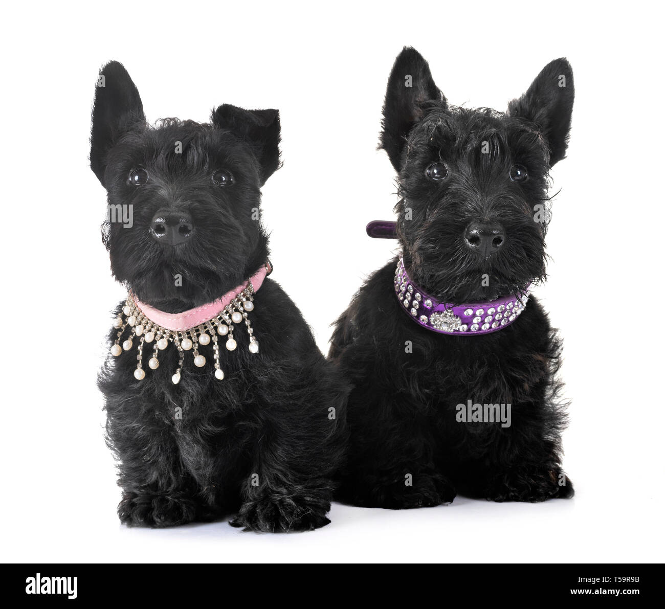 puppies scottish terrier in front of white background Stock Photo - Alamy