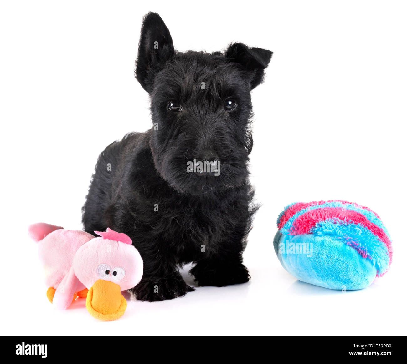 puppy scottish terrier in front of white background Stock Photo - Alamy