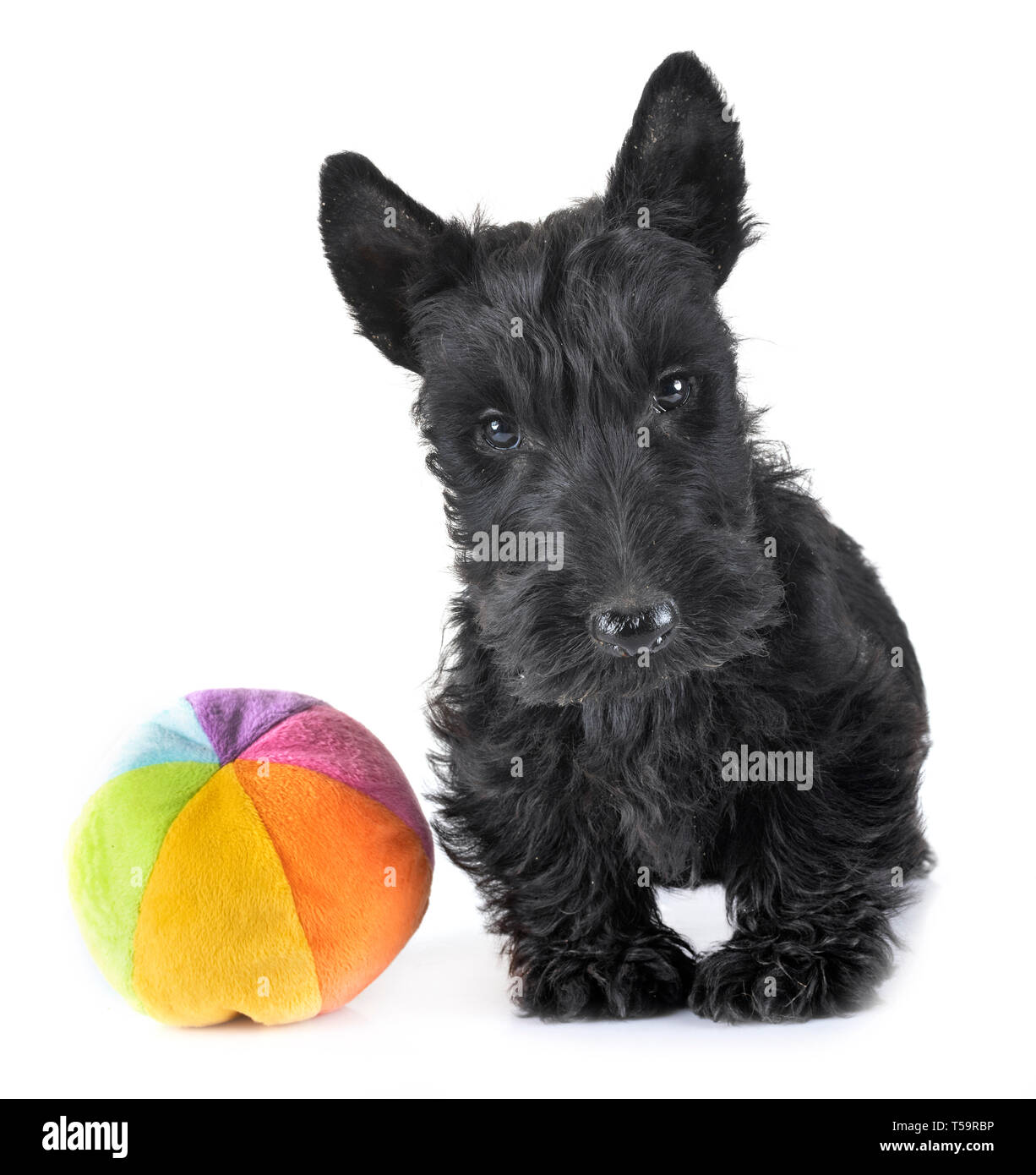 puppy scottish terrier in front of white background Stock Photo - Alamy
