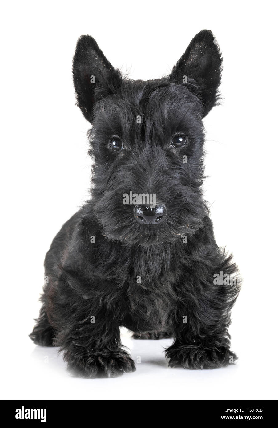 puppy scottish terrier in front of white background Stock Photo - Alamy