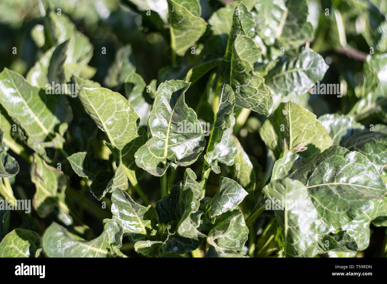 Seabeet hi-res stock photography and images - Alamy