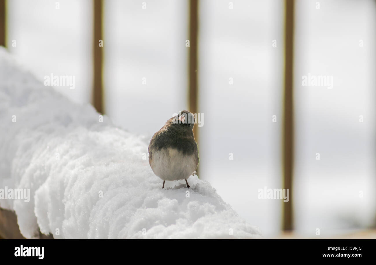 Snowbird brown hi-res stock photography and images - Alamy