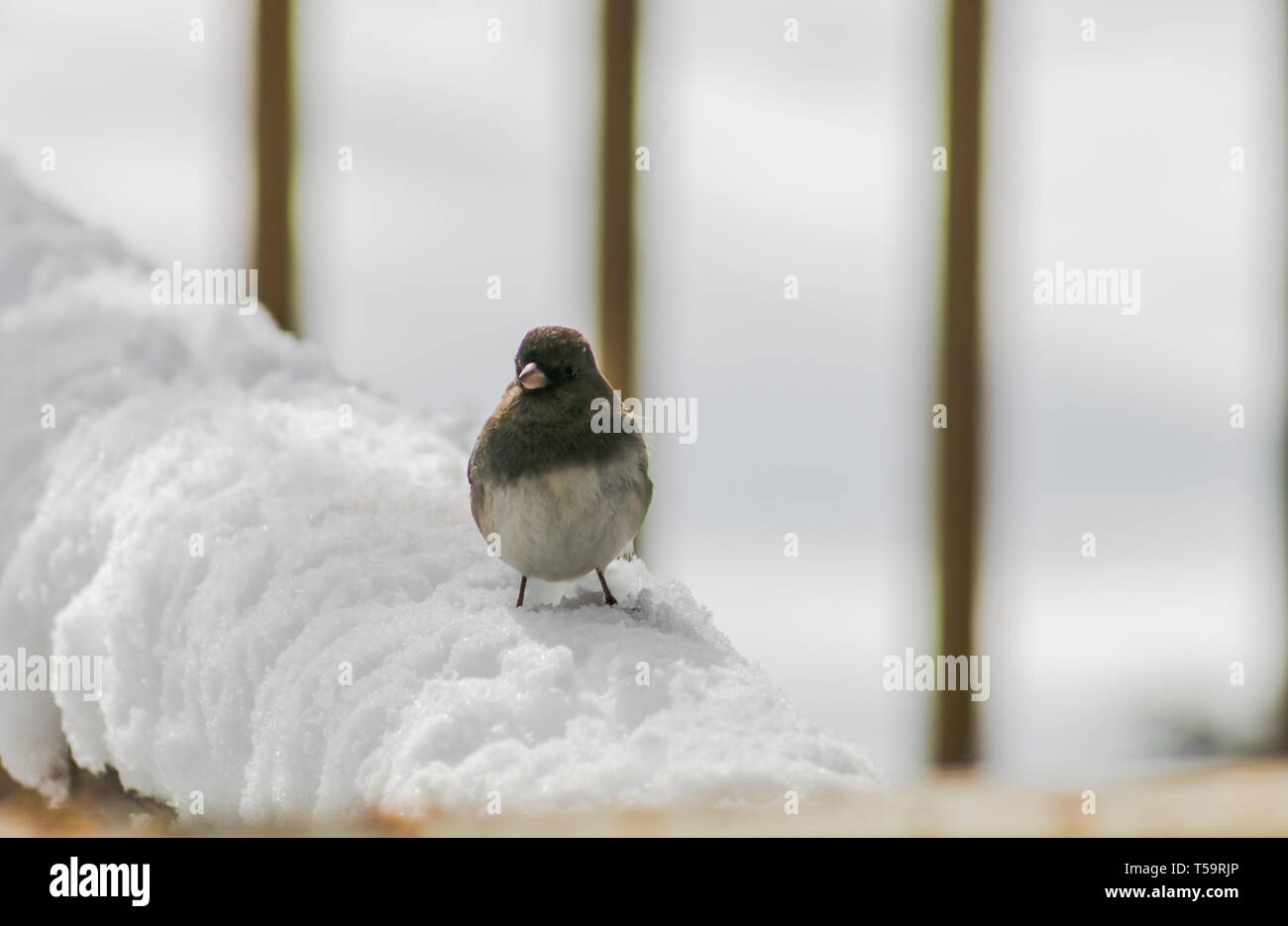 The snowbird hi-res stock photography and images - Alamy
