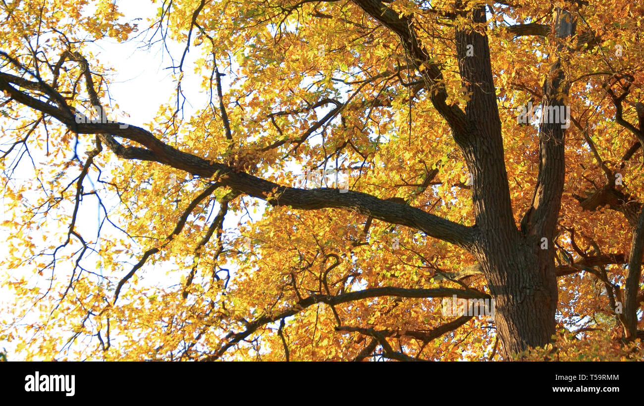 Colored trees in woodland Stock Photo - Alamy