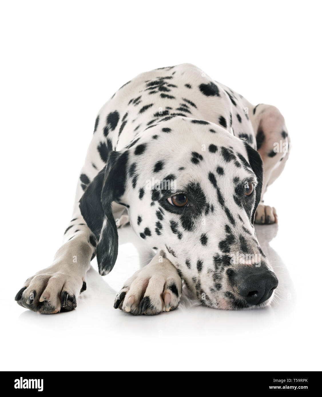 dalmatian dog in front of white background Stock Photo - Alamy