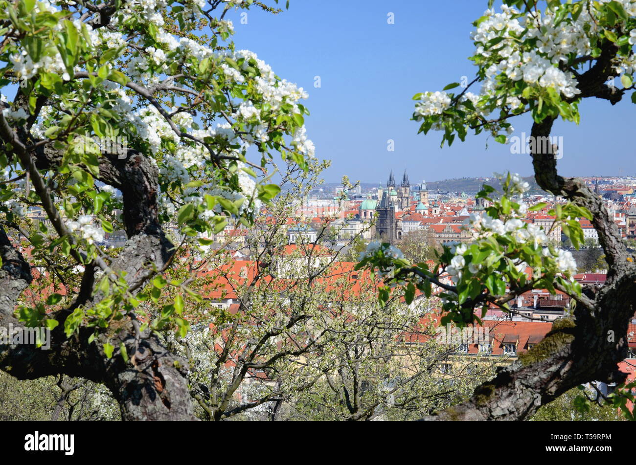 Prague trees hi-res stock photography and images - Alamy