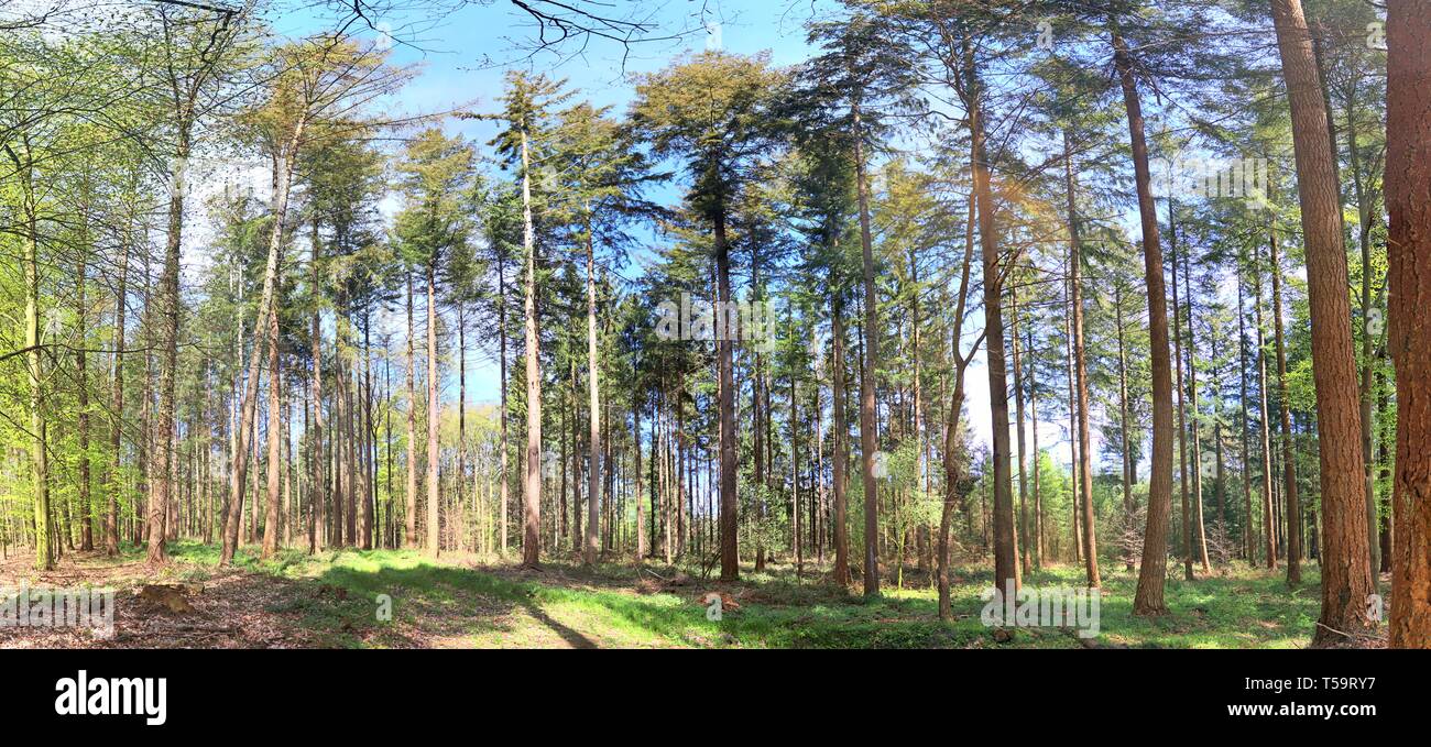 Beautiful high resolution panorama in a forest with bright sunlight ...