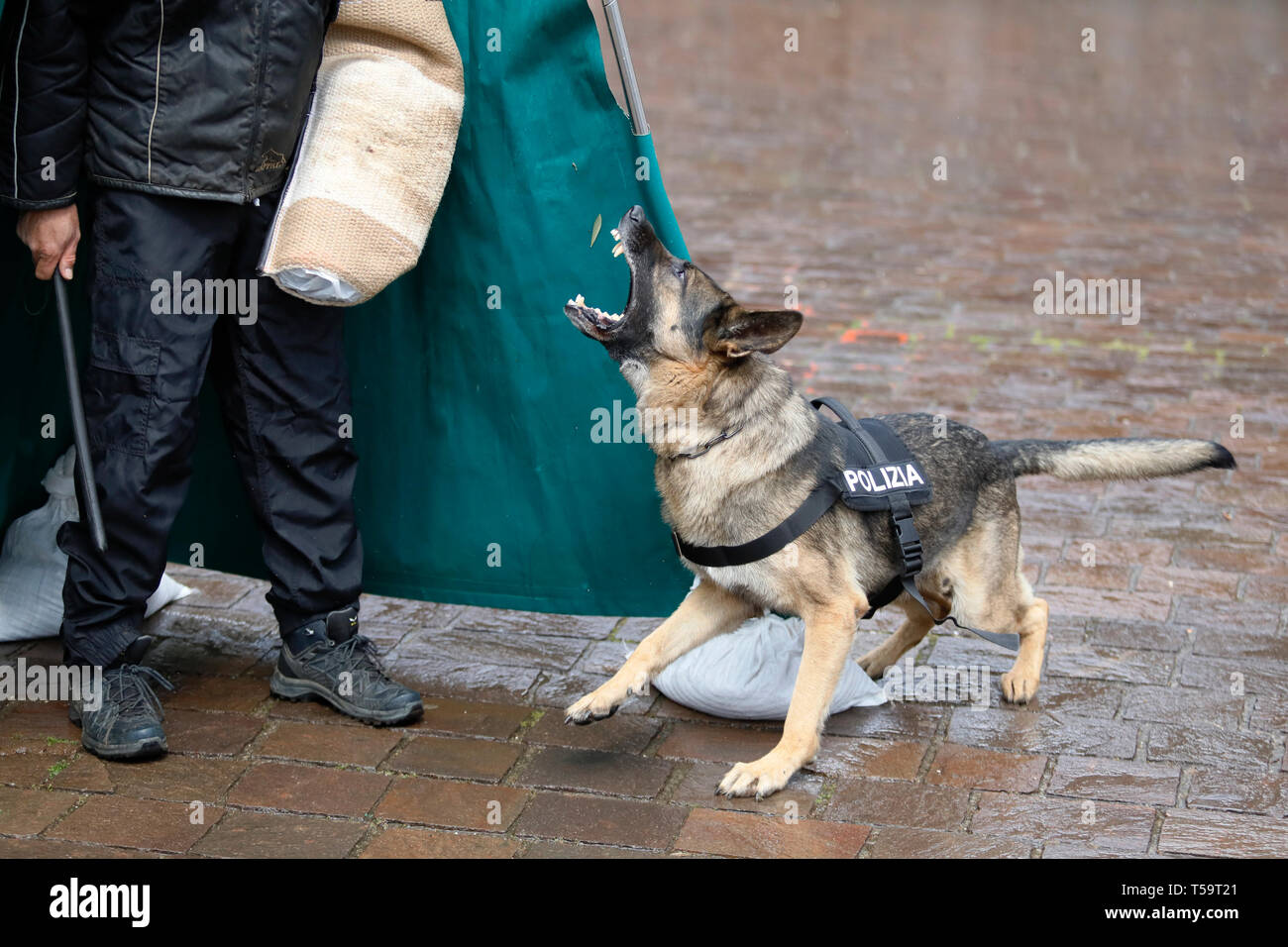 German police dog in action hi-res stock photography and images - Alamy