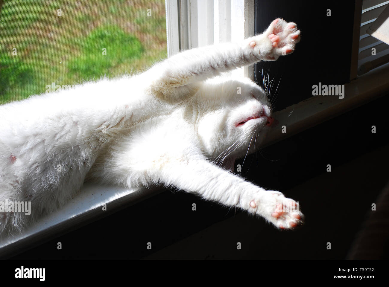 This image shows a cat sleeping on a window Stock Photo - Alamy