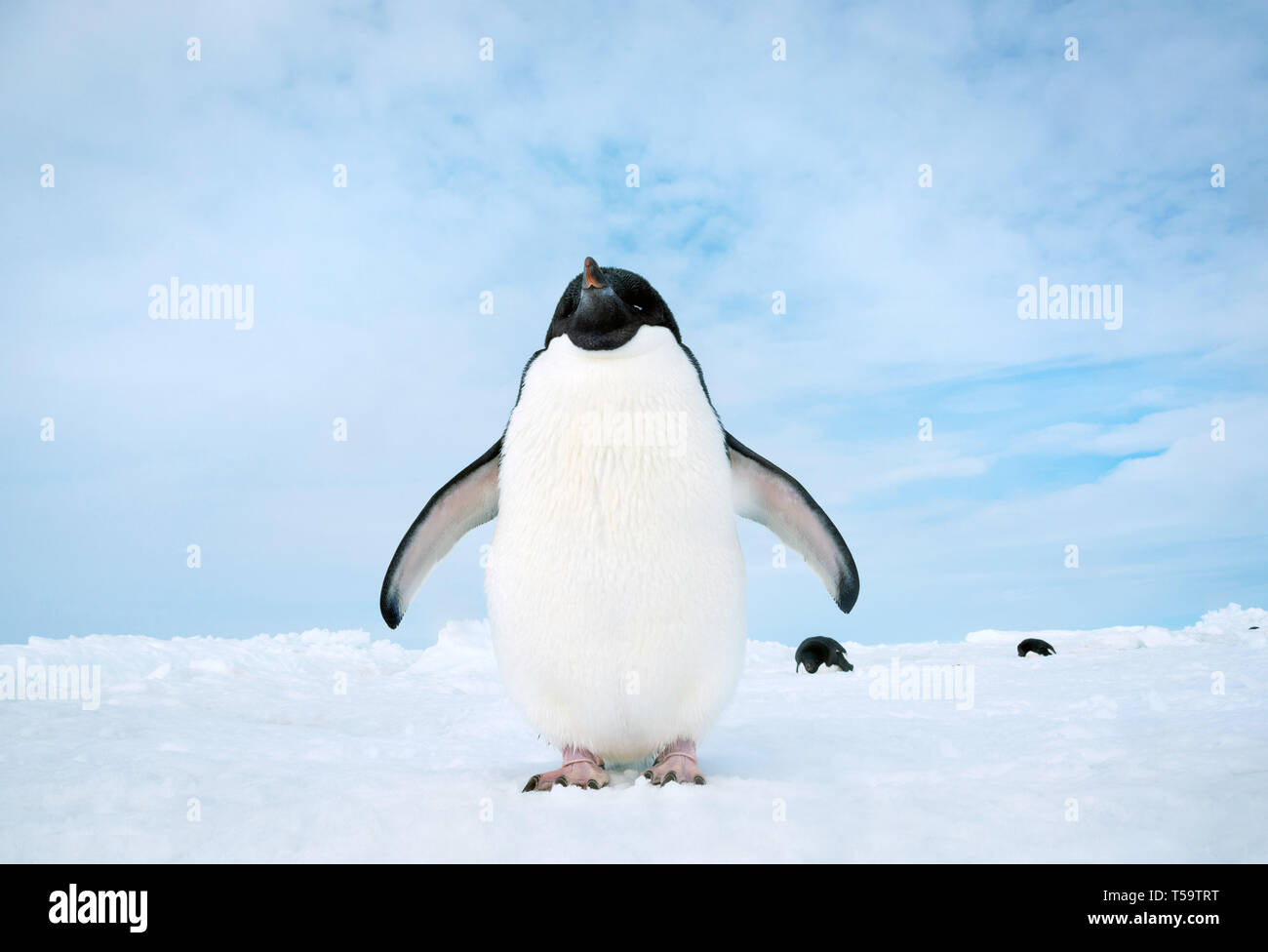 PENGUINS, 2019. ph: Paul Raymaekers / © Walt Disney Studios Motion ...