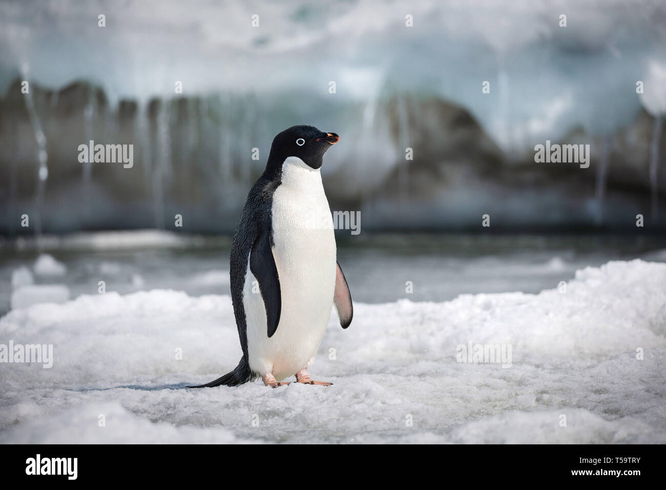 PENGUINS, 2019. ph: Frederique Olivier / © Walt Disney Studios Motion ...