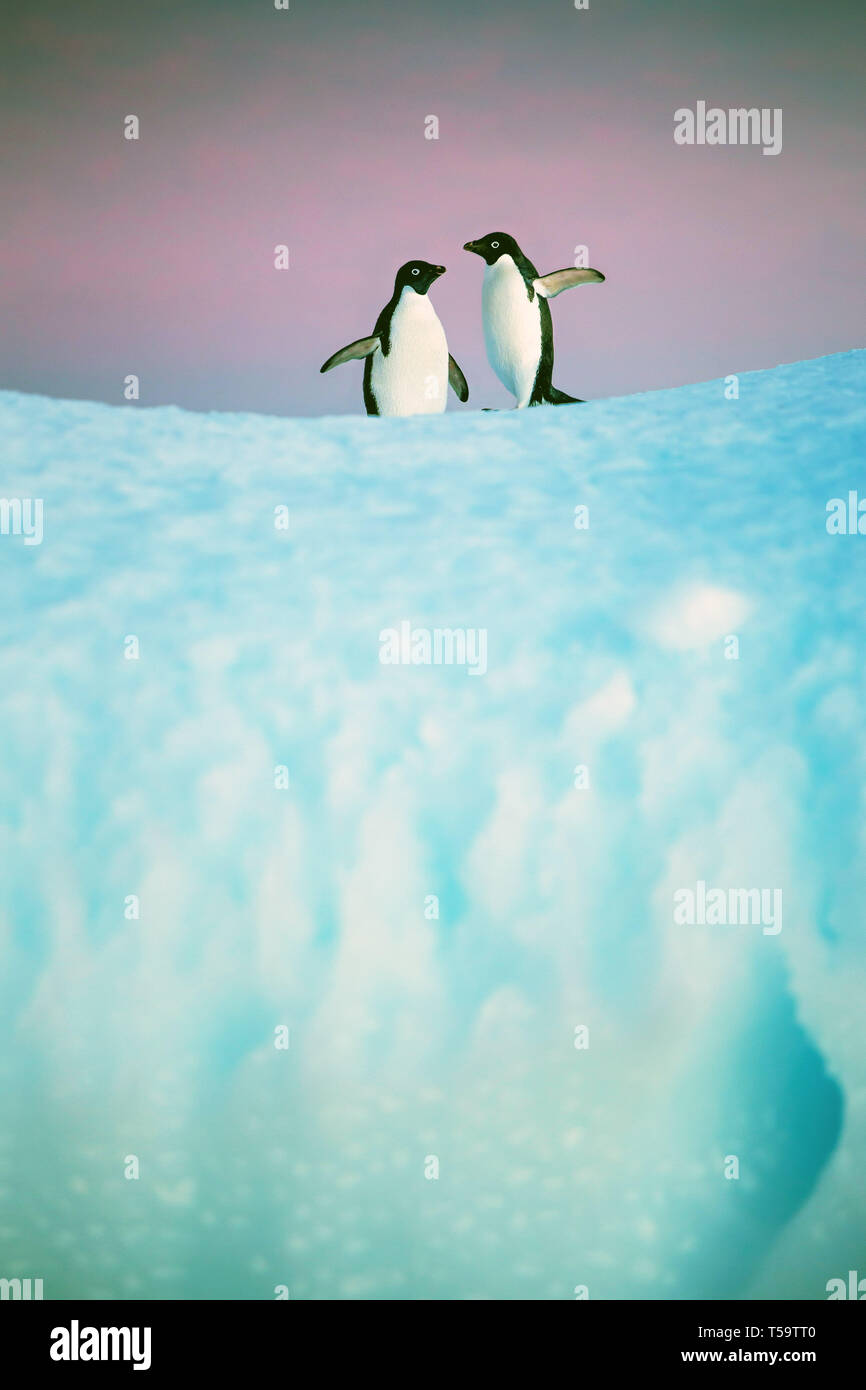 PENGUINS, 2019. ph: Daniel Rasmussen / © Walt Disney Studios Motion ...