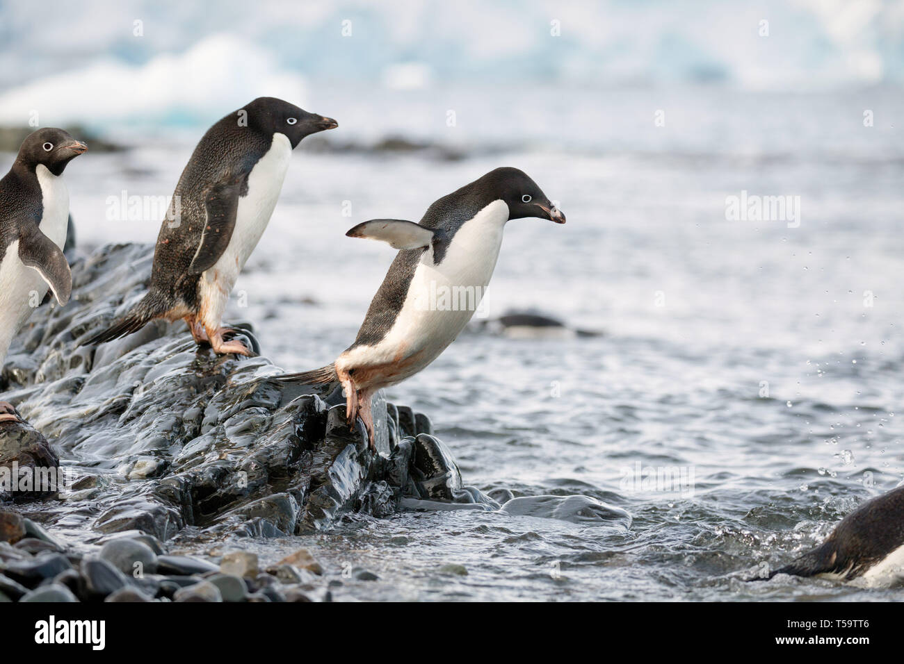 PENGUINS, 2019. ph: Frederique Olivier / © Walt Disney Studios Motion ...