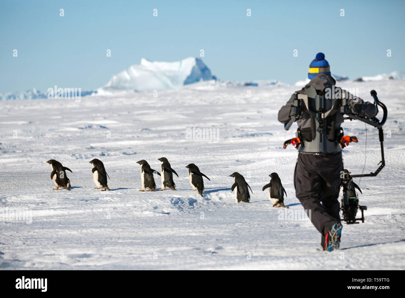 PENGUINS, Max Hug Williams (Principal Photography) filming Adelie ...