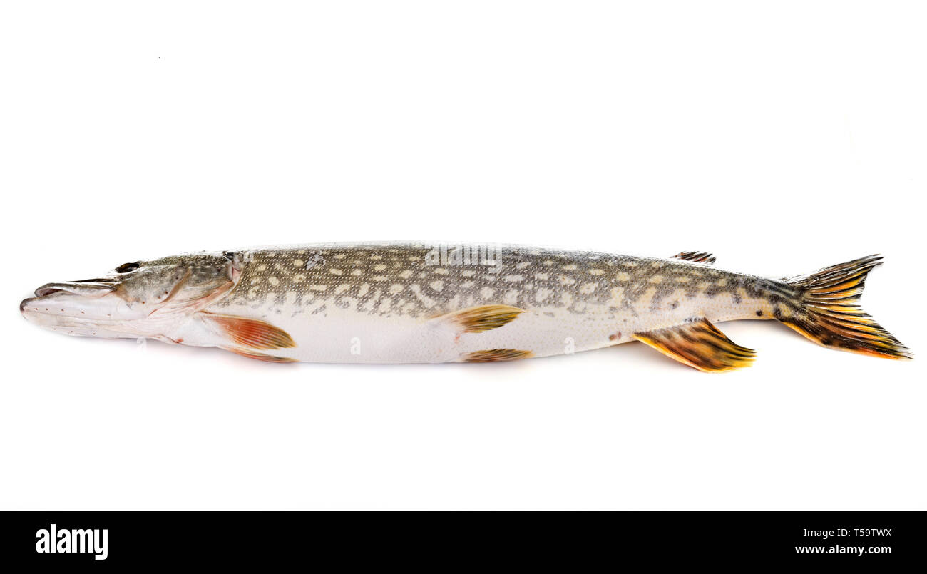 Northern pike in front of white background Stock Photo - Alamy