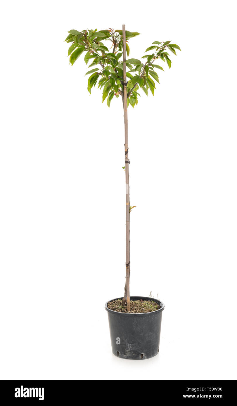 cherry tree in front of white background Stock Photo - Alamy