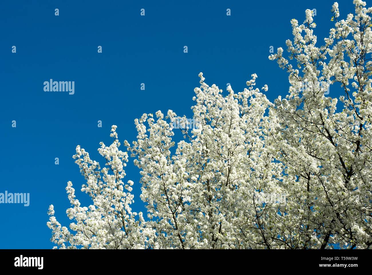 This image shows how nature is blooming during spring Stock Photo - Alamy
