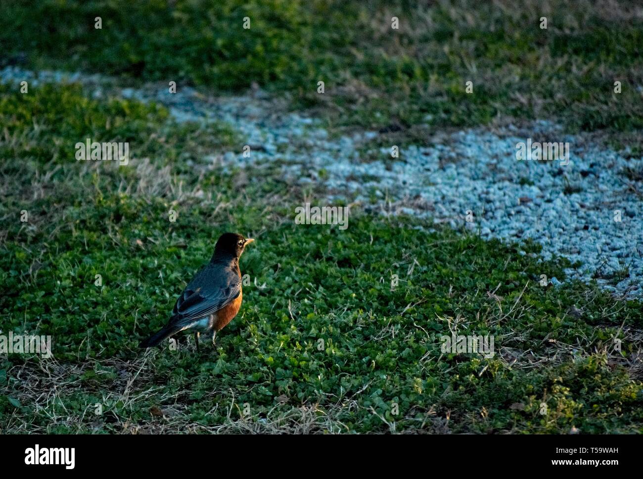This image shows a closeup to a bird outside on nature Stock Photo - Alamy