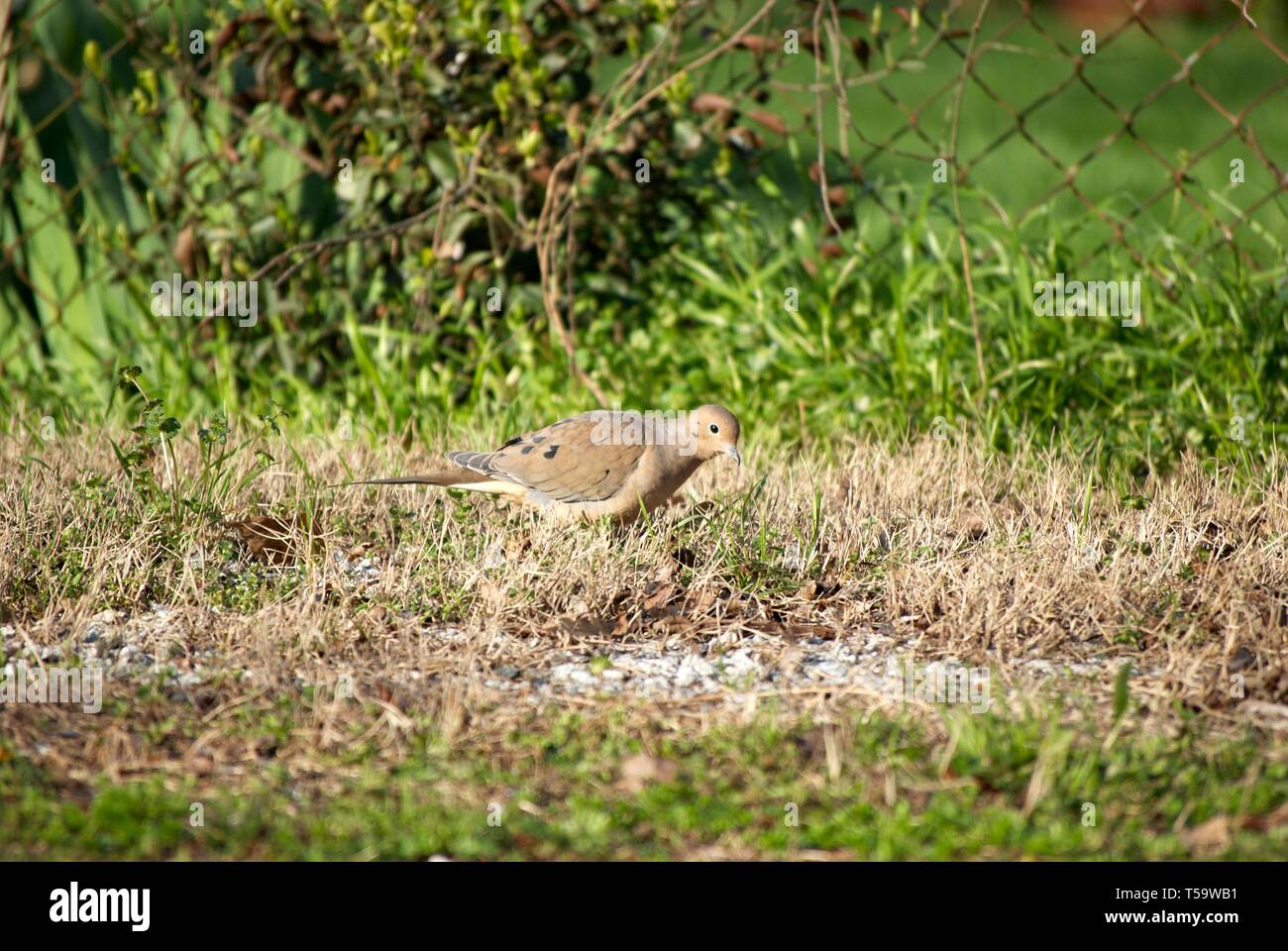 Closeup of a bird hi-res stock photography and images - Alamy
