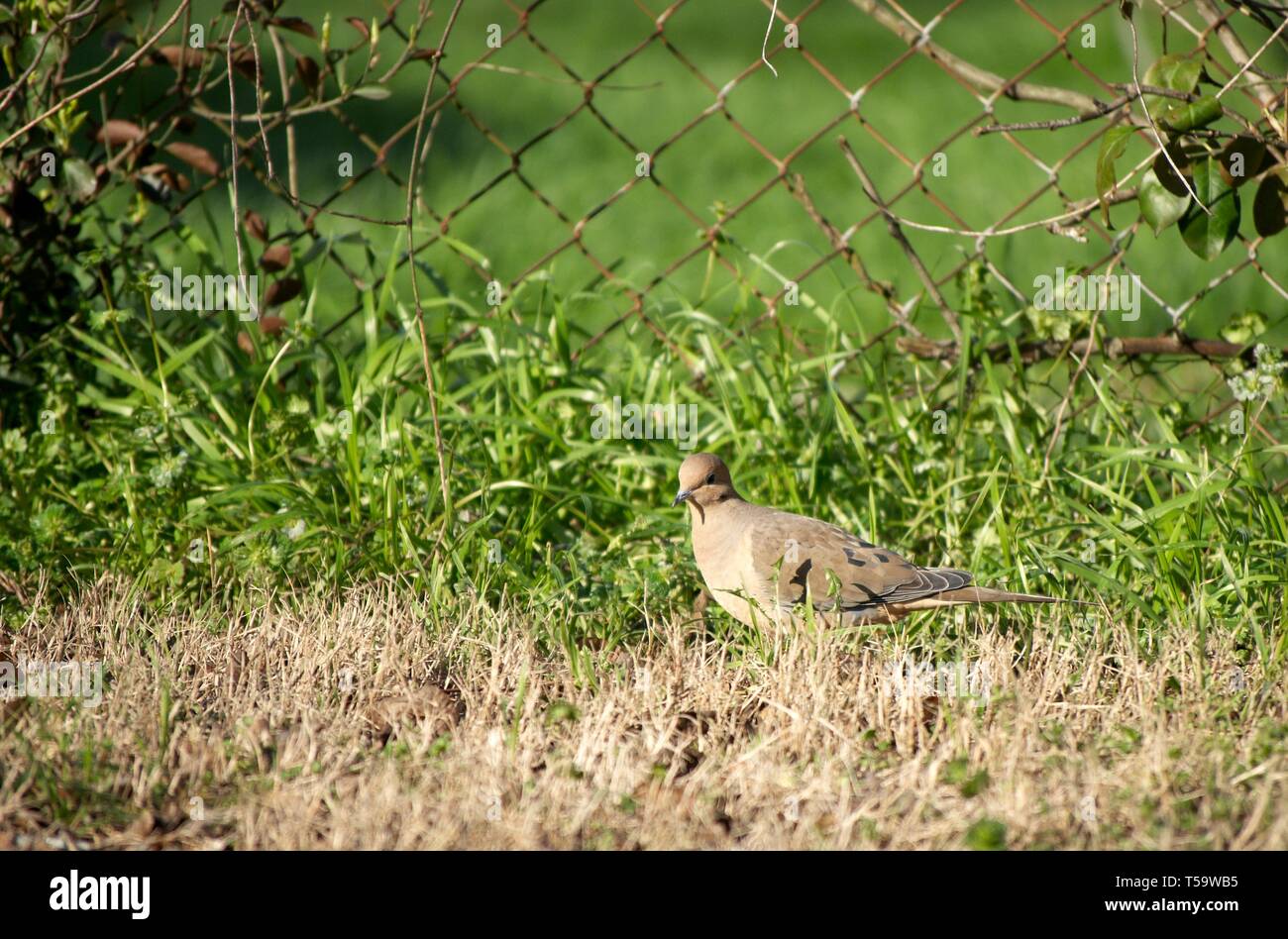 Closeup of a bird hi-res stock photography and images - Alamy