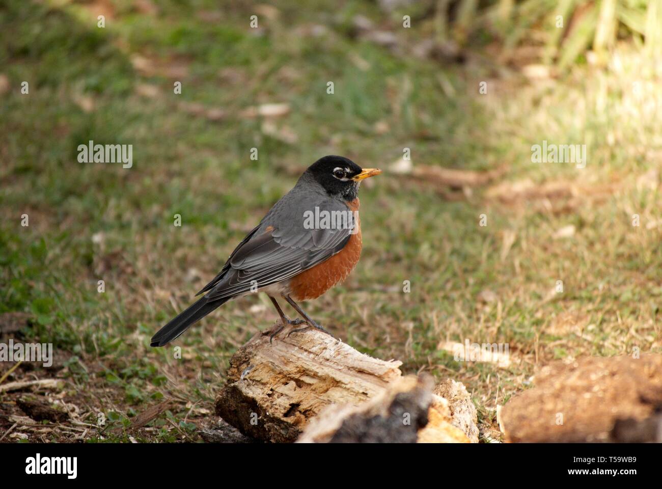 This image shows a closeup to a bird outside on nature Stock Photo - Alamy