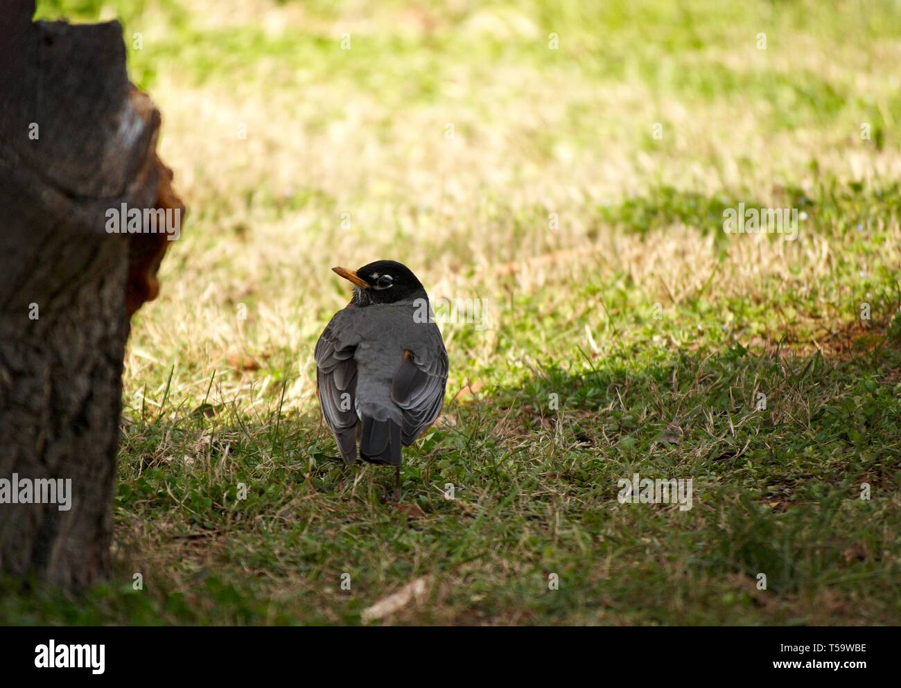 This image shows a closeup to a bird outside on nature Stock Photo - Alamy