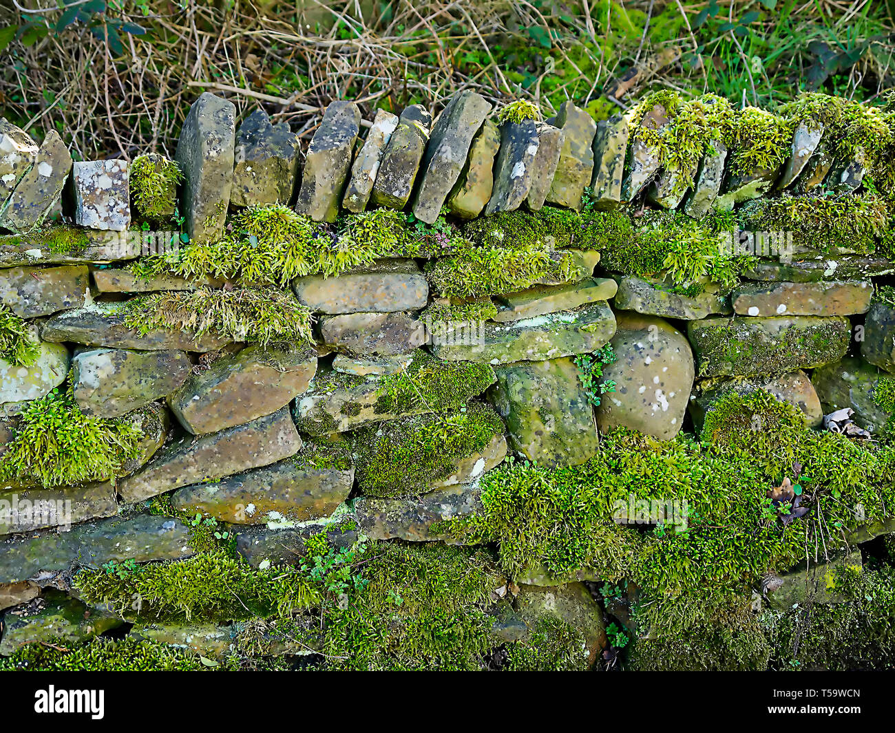 Mossy woodland lancashire hi-res stock photography and images - Alamy