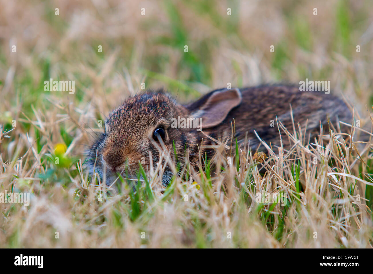 Tall bunny rabbit hi-res stock photography and images - Alamy