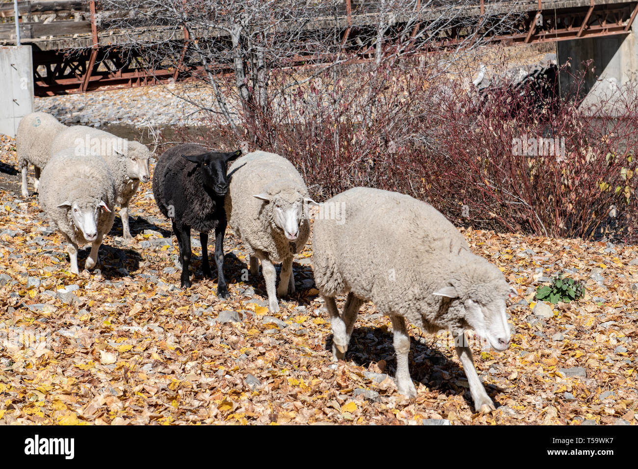 Trailing of the Sheep Festival in Idaho Stock Photo - Alamy