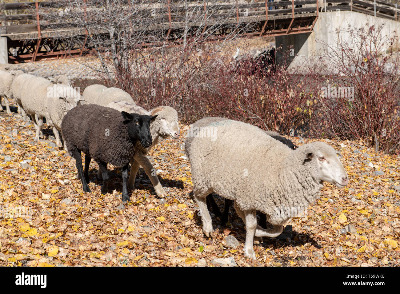 Trailing of the sheep hi-res stock photography and images - Alamy