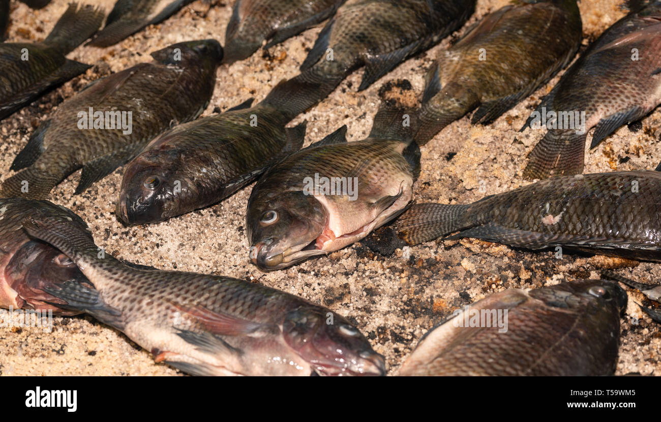 Salt crusted fish tilapia cooking hi-res stock photography and images ...