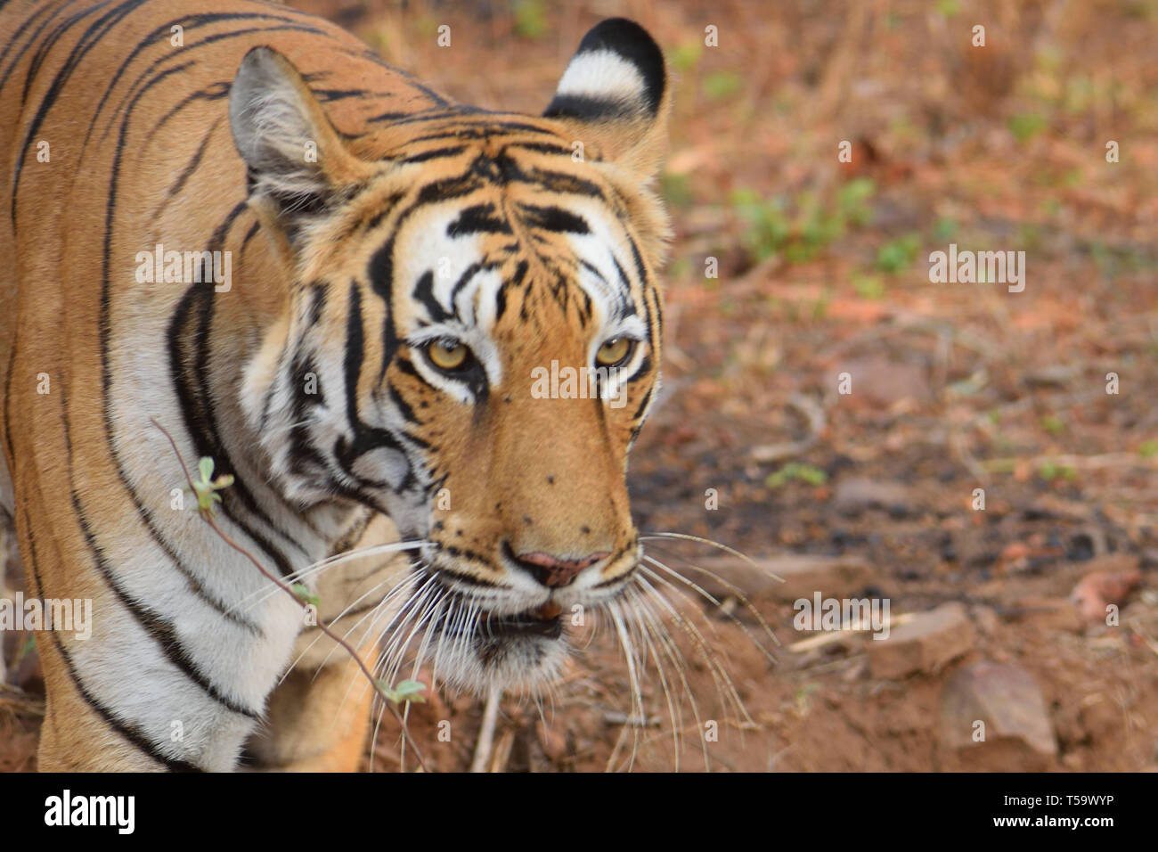 Royal bengal tiger india hi-res stock photography and images - Alamy