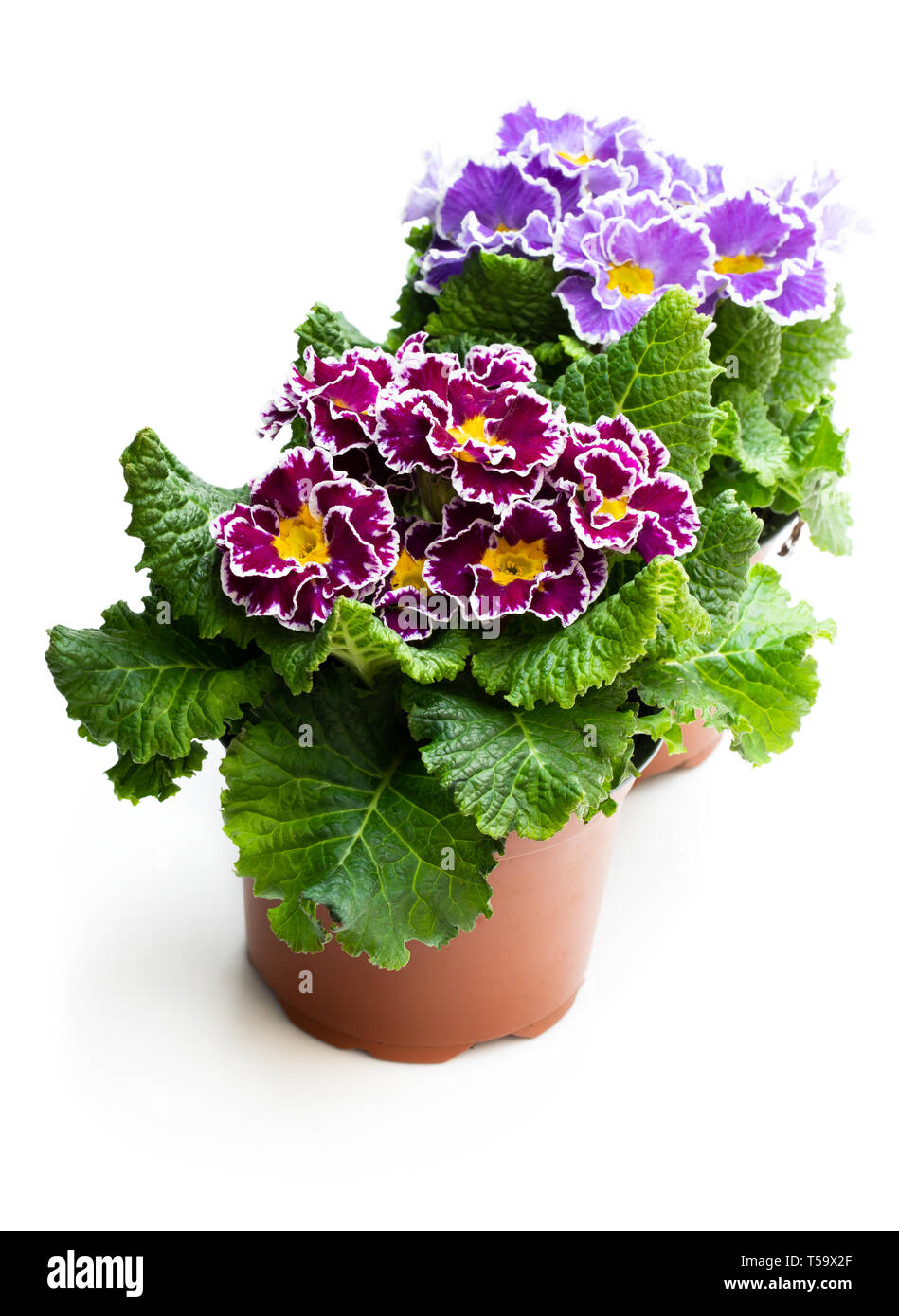 Primulas in pots hi-res stock photography and images - Alamy