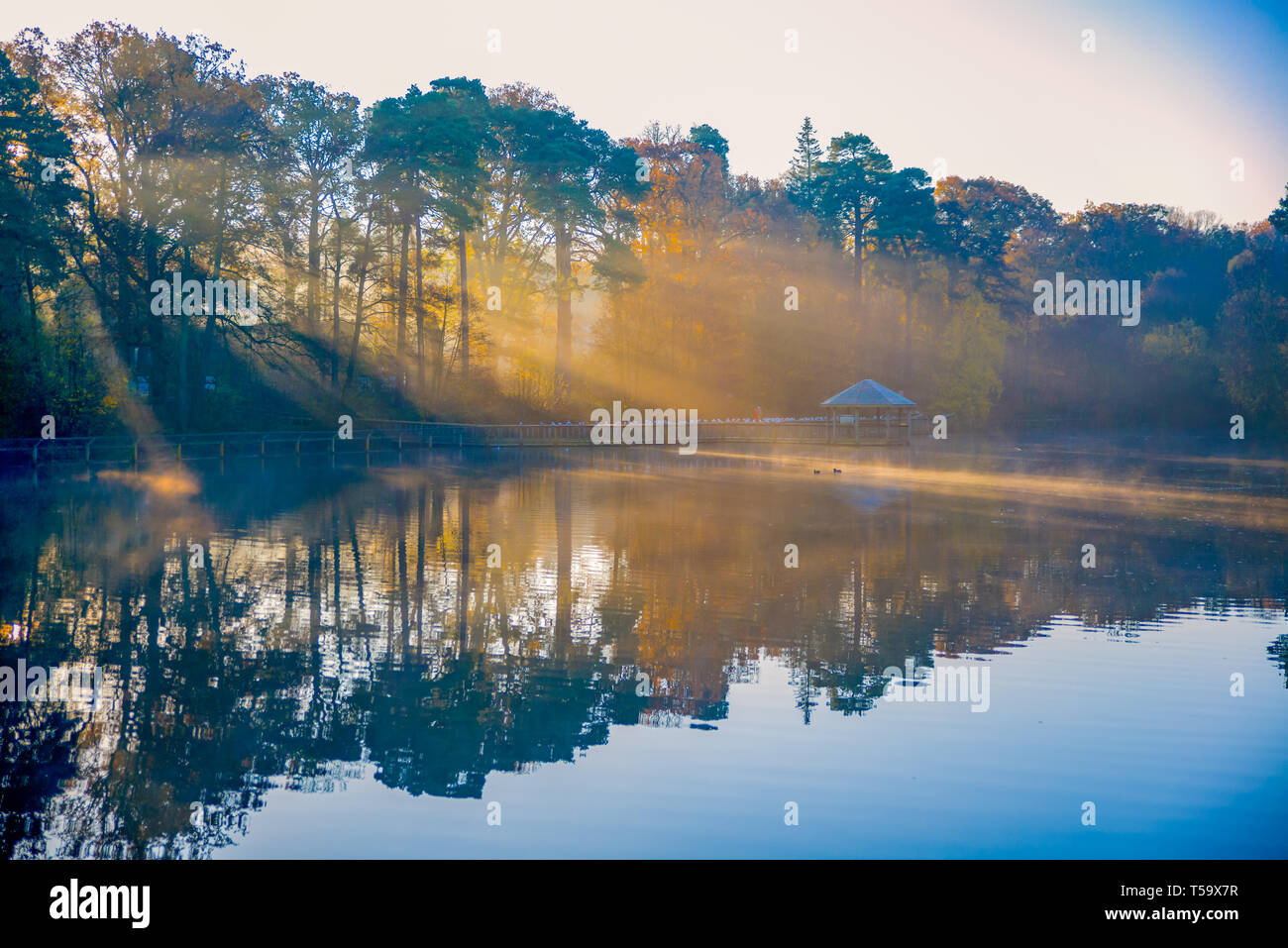 Golden sun light on trees hi-res stock photography and images - Alamy