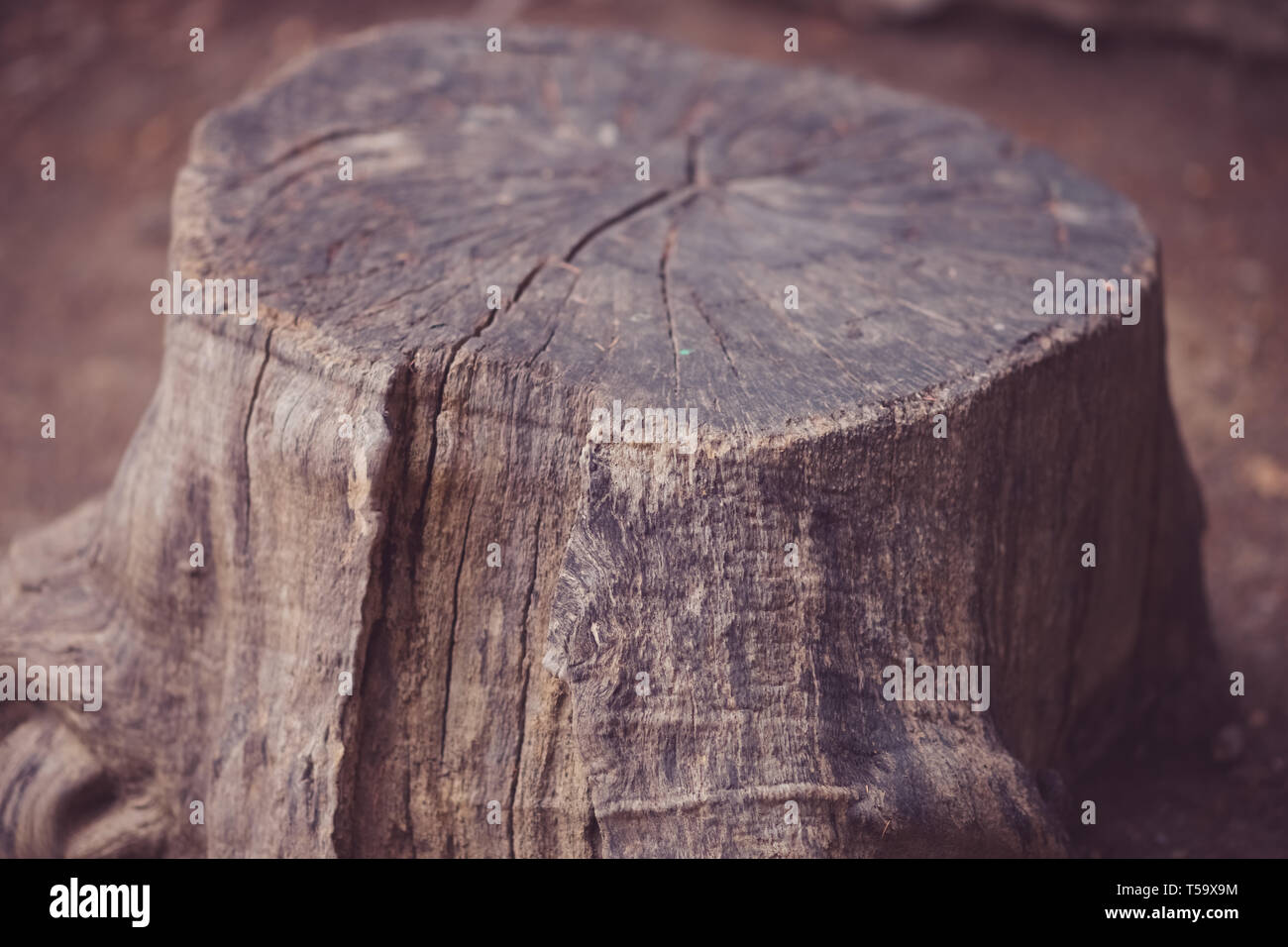 Old wooden stump in the garden Stock Photo - Alamy
