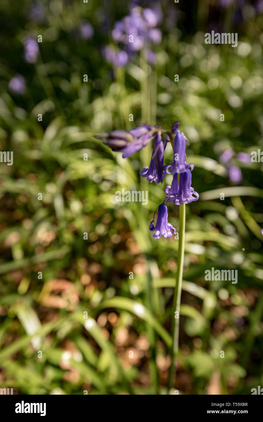 native bluebells UK Stock Photo - Alamy