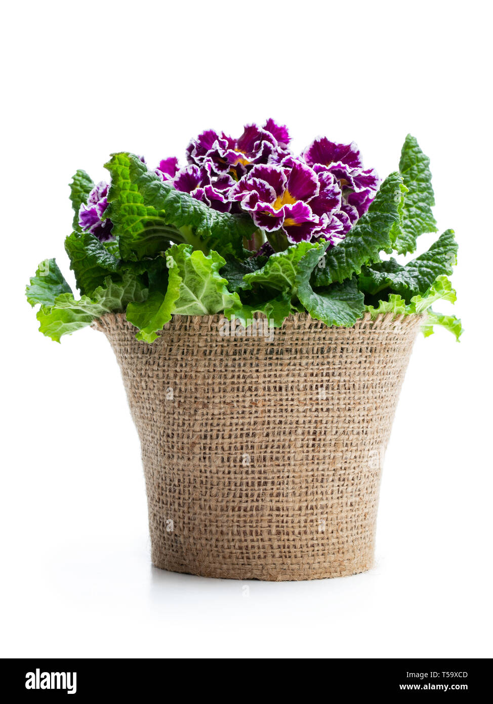 Colorful double Primulas in pot isolated on white Stock Photo - Alamy