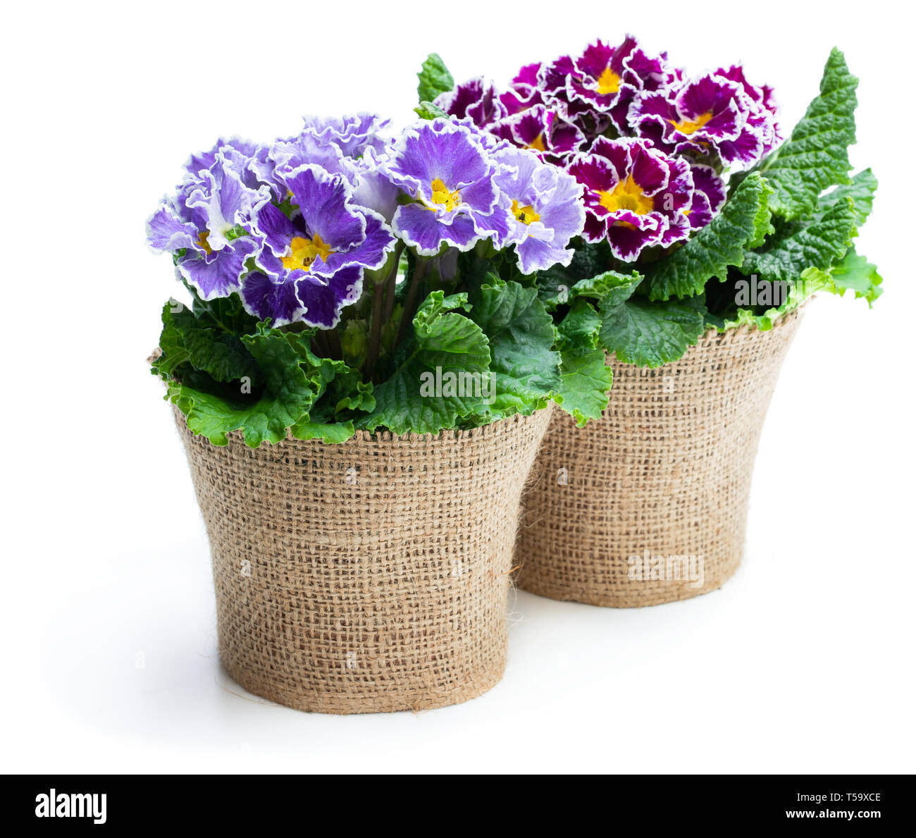 Colorful double Primulas in pots isolated on white Stock Photo - Alamy