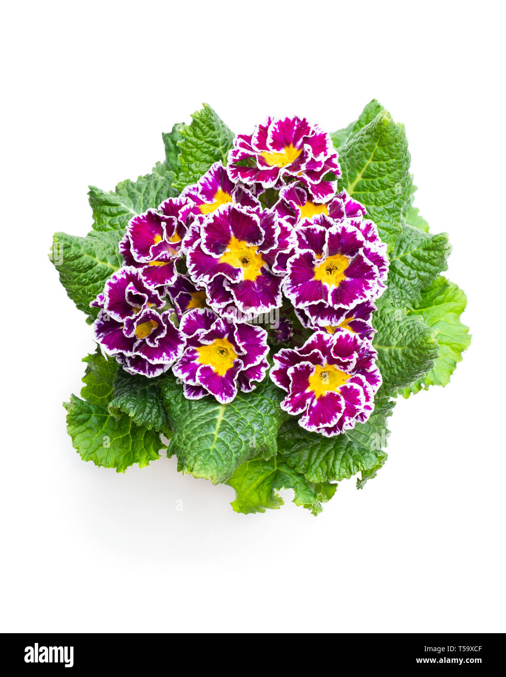 Double white primrose hi-res stock photography and images - Alamy