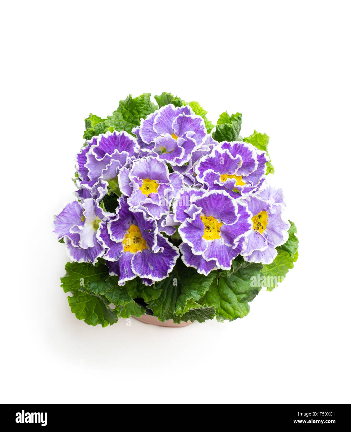 Double white primrose hi-res stock photography and images - Alamy