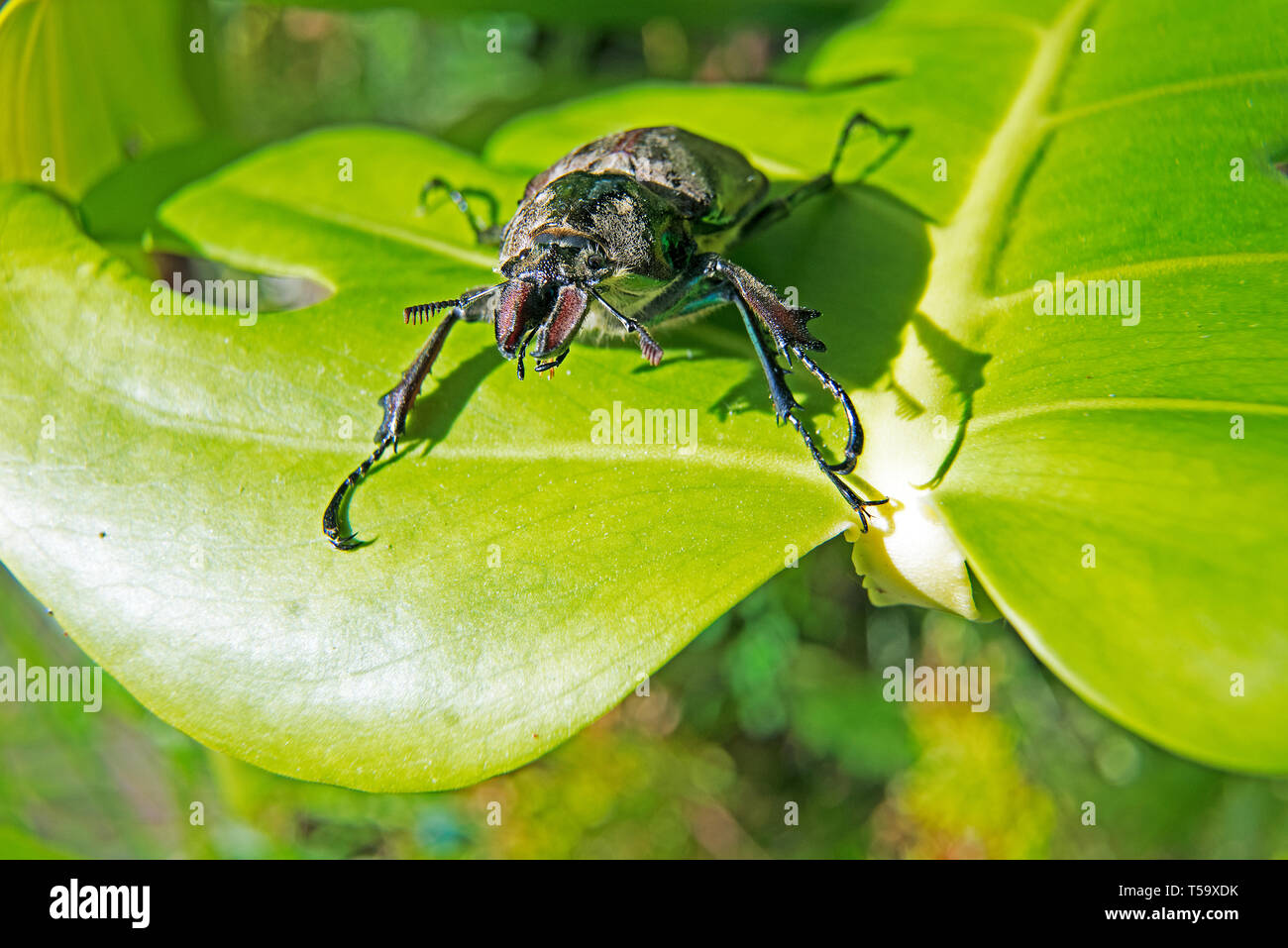 Insecto hi-res stock photography and images - Alamy