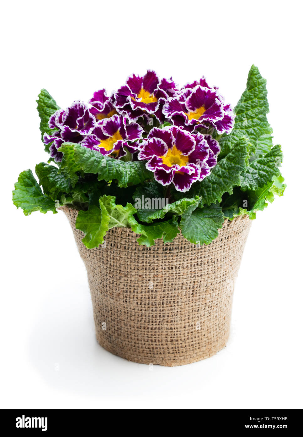 Colorful double Primulas in pot isolated on white Stock Photo - Alamy