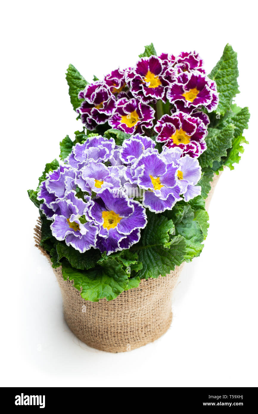 Purple double primula hi-res stock photography and images - Alamy