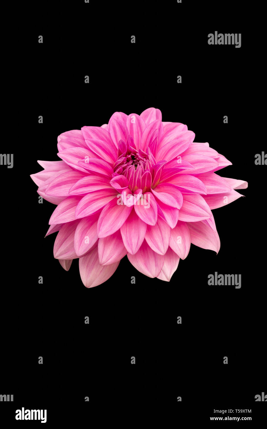 View Of Only Dalia Flower In Color Version On Black BackGround Stock ...
