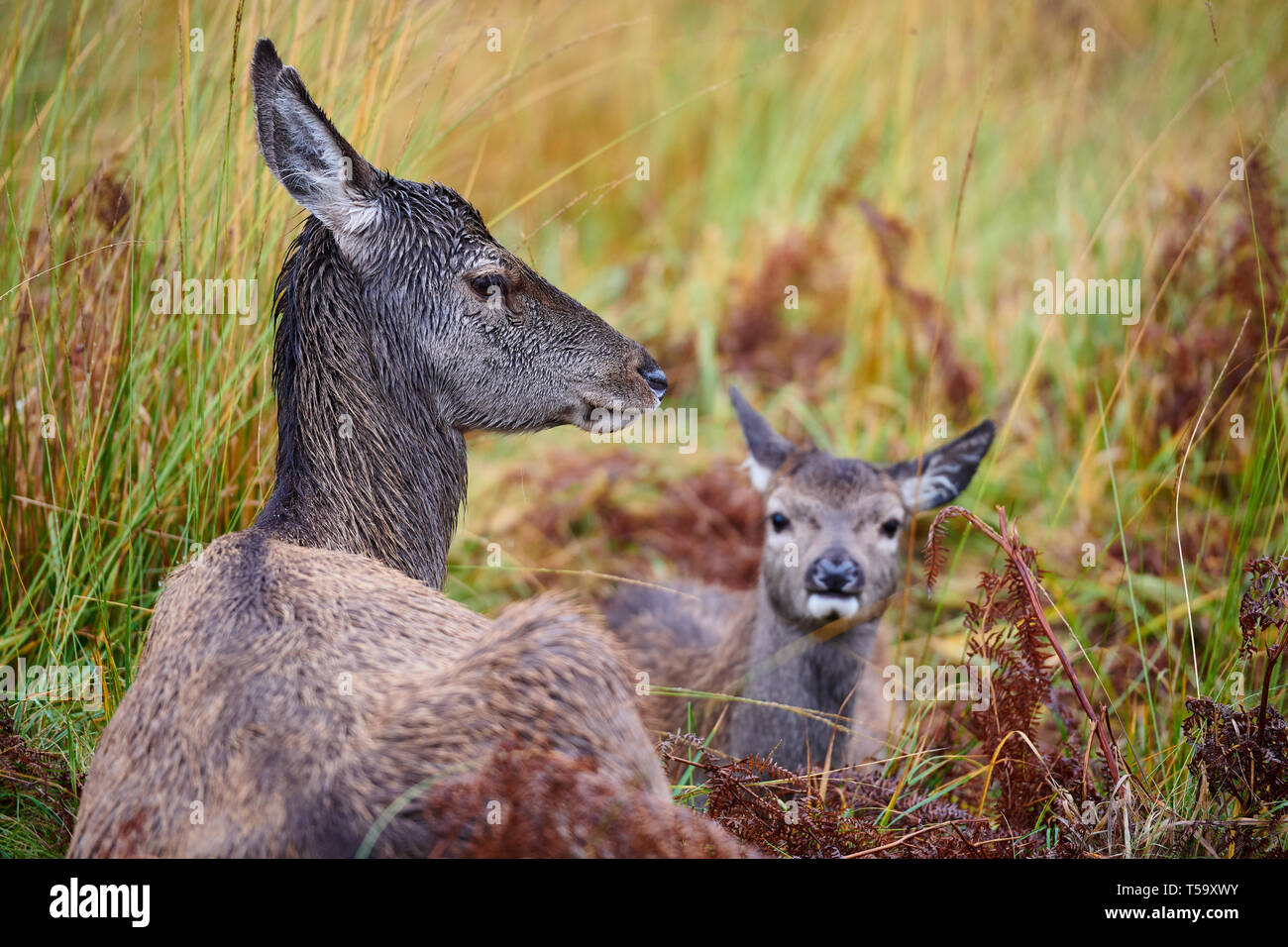 Red deer with fawn hi-res stock photography and images - Alamy