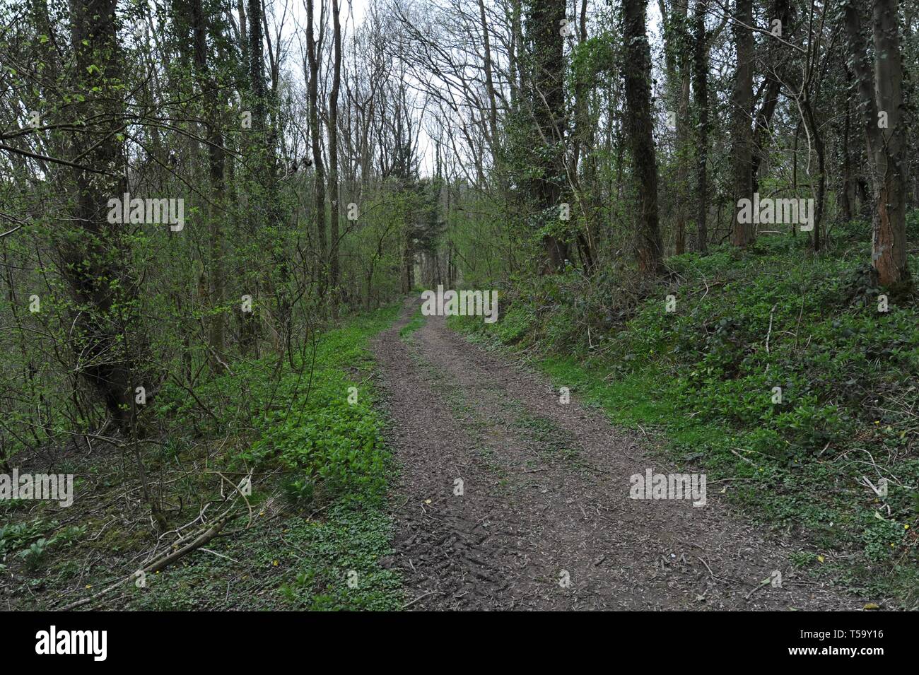 A logging track in Shropshire woods in the springtime Stock Photo - Alamy