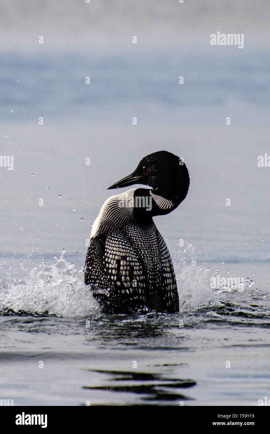 Defensive mechanism hi-res stock photography and images - Alamy