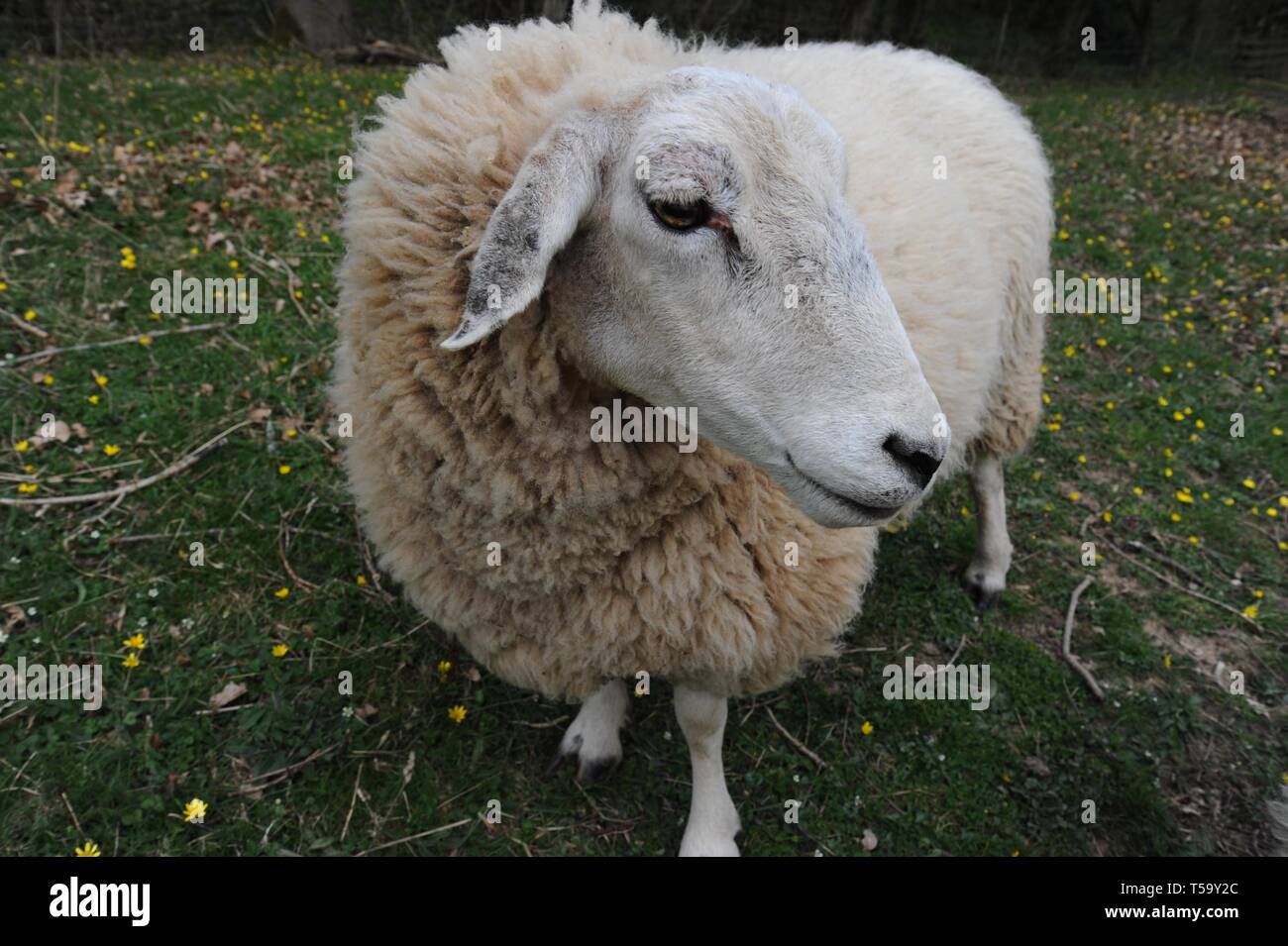 Livestock grazing shropshire hi-res stock photography and images - Alamy