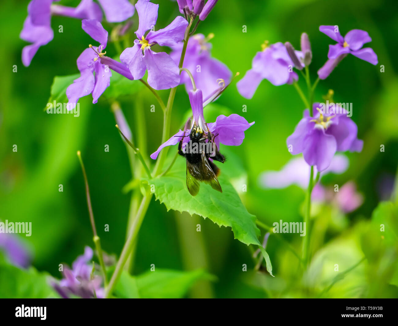 A Japanese carpenter bee, Xylocopa appendiculata, feeds from honesty ...